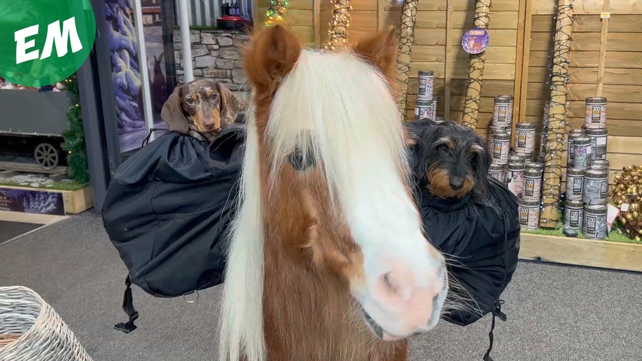 Pets go shopping! - Emma Massingale